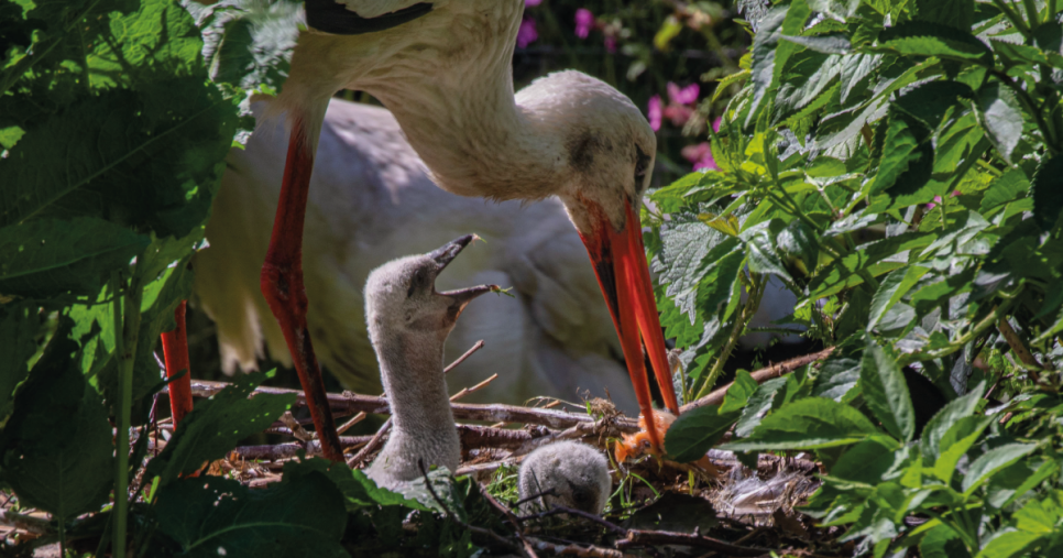 The stork chicks have fledged! | WWT Martin Mere